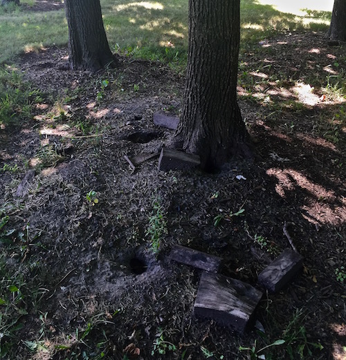 Chicago’s homeless fight a continuing war on rats - Medill Reports Chicago