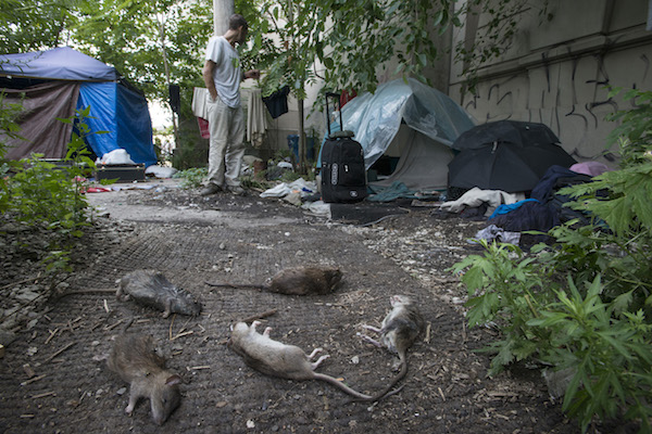 Chicago’s homeless fight a continuing war on rats - Medill Reports Chicago