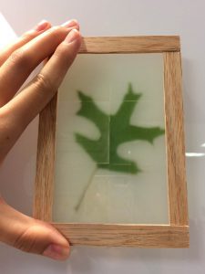 Transparent wood: A better window than door - Medill Reports Chicago