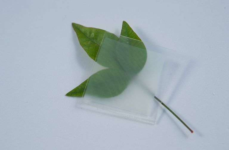 Transparent wood: A better window than door - Medill Reports Chicago