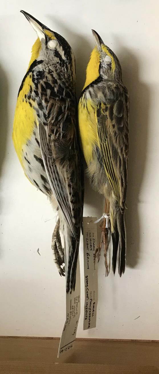 History on the wing: how evolution in birds is a window into the past ...