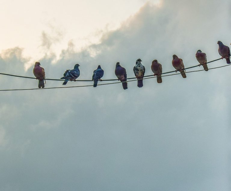 Pests or pets: a history of how pigeons took over the Windy City and ...