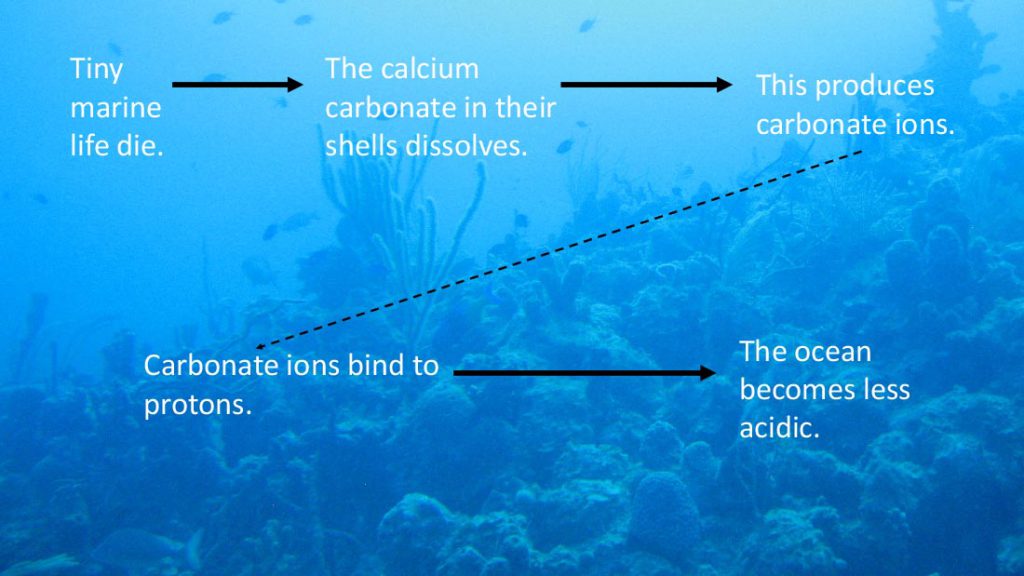Tiny shells reveal clues to ocean health in North Pacific - Medill ...