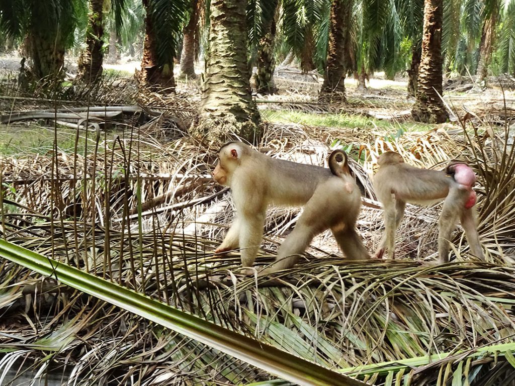 Rat-eating monkeys hold promise for sustainable agriculture - Medill ...