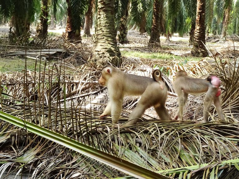 Rat-eating monkeys hold promise for sustainable agriculture - Medill ...