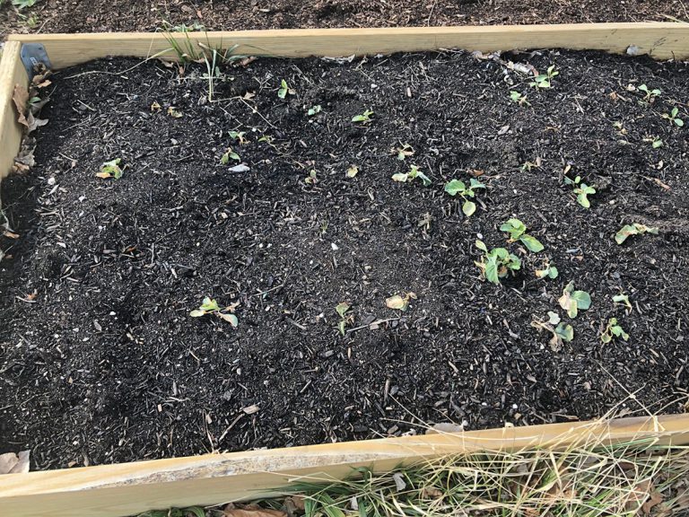 Star Farm Chicago makes urban agriculture accessible, inclusive and ...