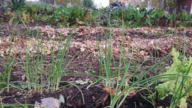 Star Farm Chicago makes urban agriculture accessible, inclusive and ...