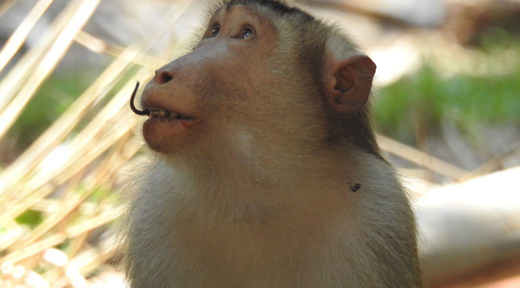 Rat-eating monkeys hold promise for sustainable agriculture | Medill ...