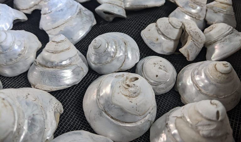 Shells tell the story of long-gone button industry - Medill Reports Chicago