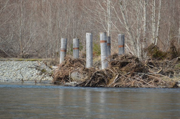 Engineered log jams restore natural river flow, fish spawning in ...