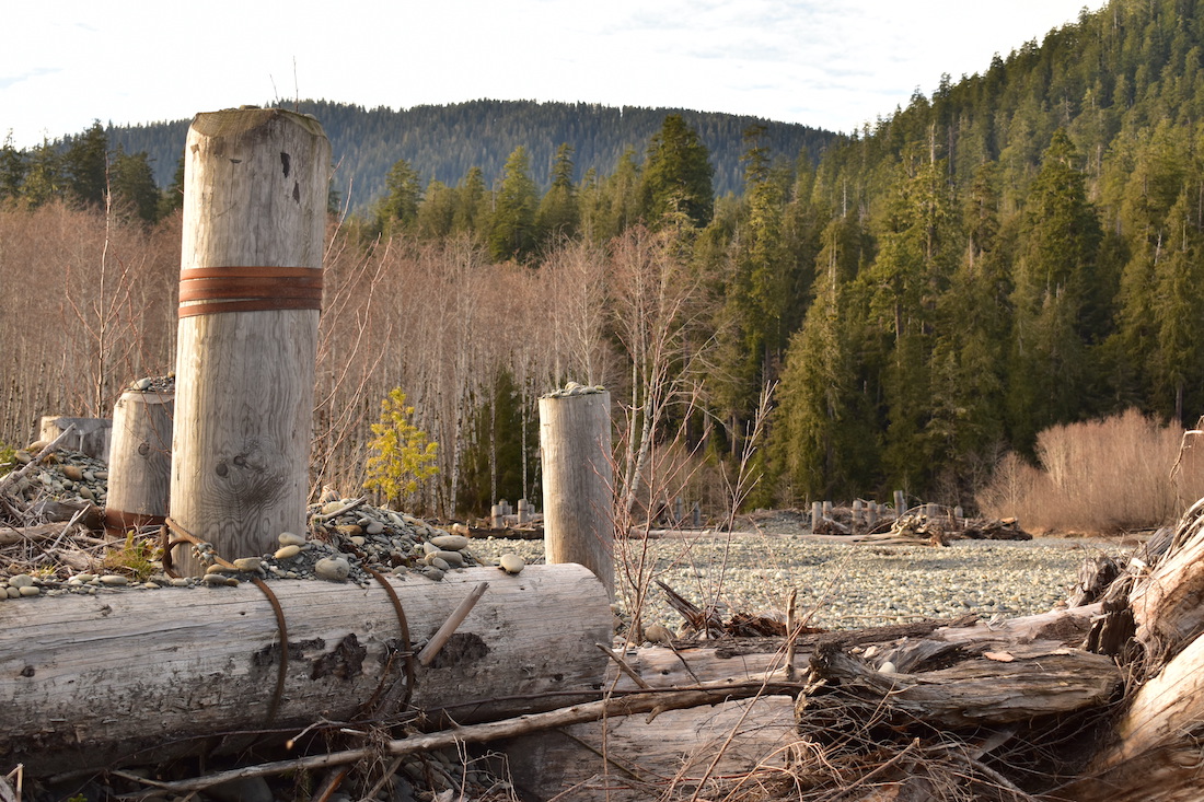 Engineered log jams restore natural river flow, fish spawning in ...