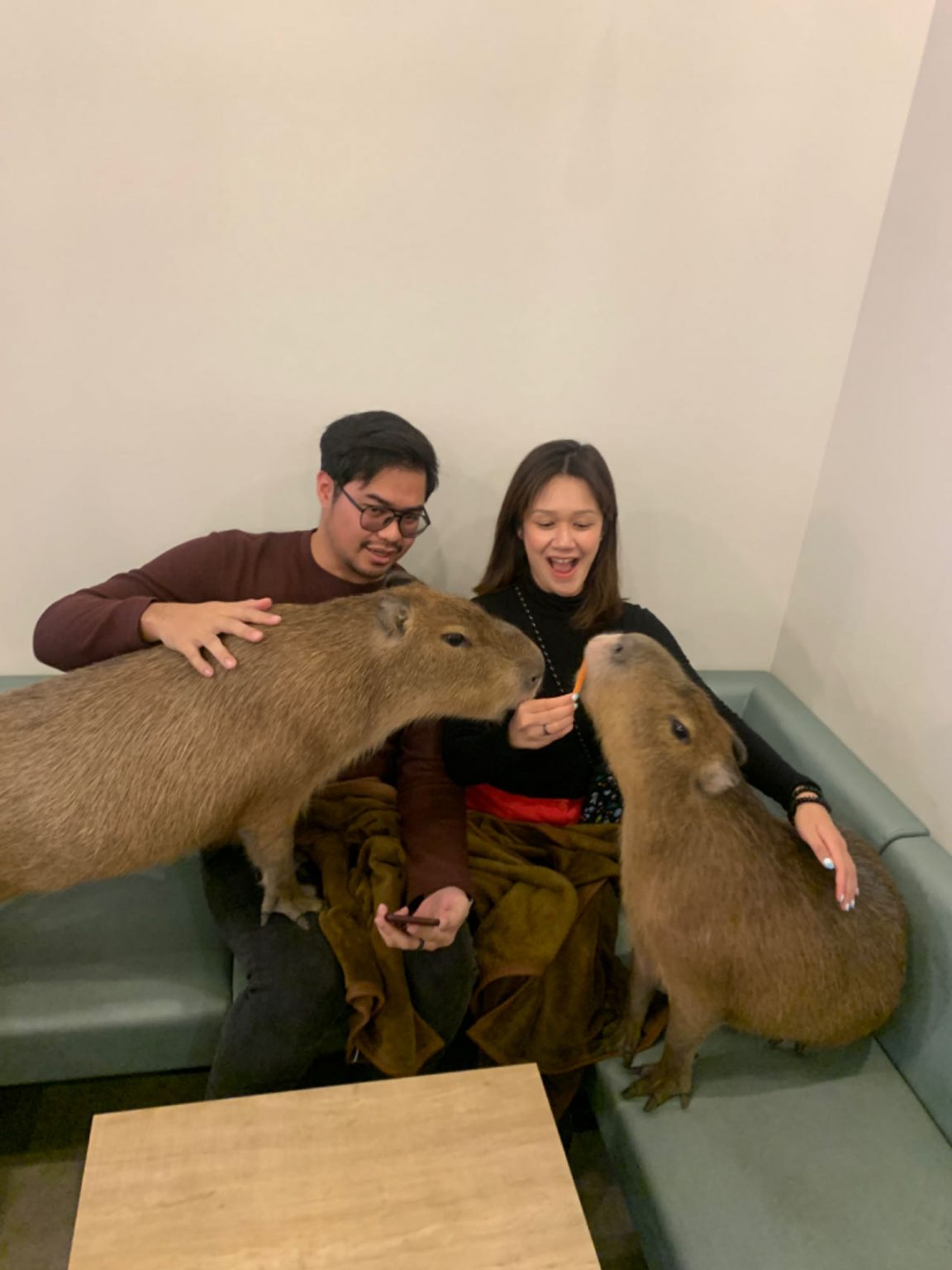 In Tokyo, coffee meets cuteness in the company of capybaras - Medill ...