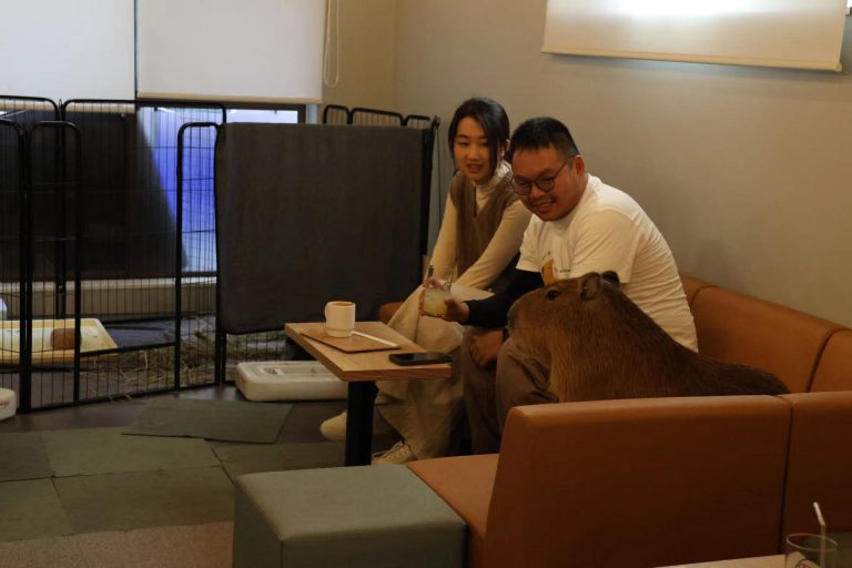 In Tokyo, coffee meets cuteness in the company of capybaras - Medill ...