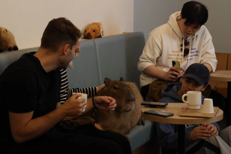 In Tokyo, coffee meets cuteness in the company of capybaras - Medill ...