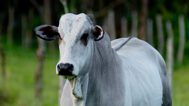 LOTE 15 - MTV 82 - DOMADO