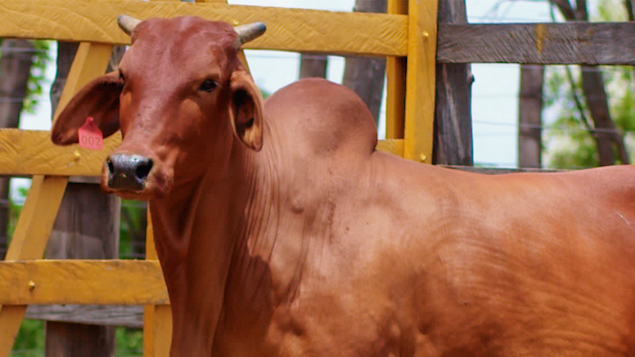 LOTE 04 - IVBA 2 - ARIANA