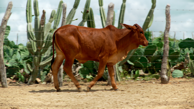LOTE 002 - IVBA 61 - FAVEIRA