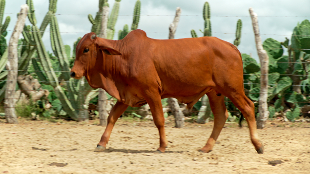 LOTE 016 - IVBA 59 - FACHEIRO