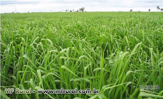 Capim Mombaça ( Panicum Maximum Mombaça ) Forrageiras Gramíneas Capim