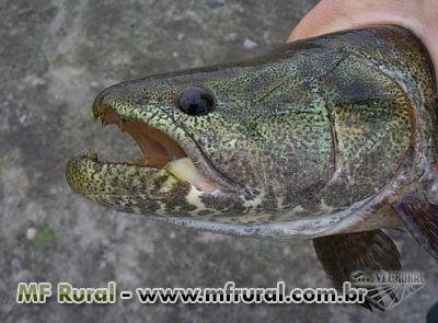 TRAIRÃO - ALEVINO E JUVENIL Animais Peixes Alevinos TRAIRÃO - ALEVINO
