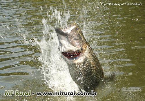TRAIRÃO - ALEVINO E JUVENIL Animais Peixes Alevinos TRAIRÃO - ALEVINO