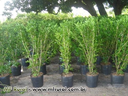 Murta Mudas/Ramas Mudas Outros Murta Temos mudas de murta co