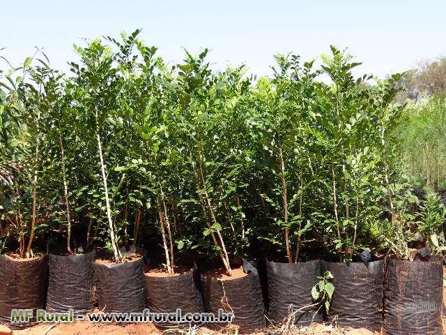 Murta Mudas Outros Murta Trabalhamos com mudas de Murta, mudas de ...