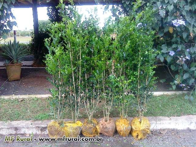 Murta Mudas Outros Murta Trabalhamos com mudas de Murta, mudas de ...