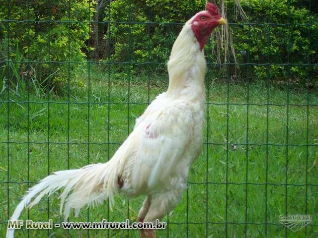 GALO ÍNDIO COMBATENTE - OVOS GALADOS Aves Galinhas GALO ÍNDIO COMBATEN