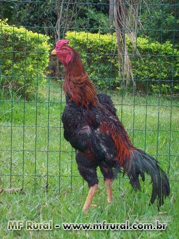 GALO ÍNDIO COMBATENTE - OVOS GALADOS Aves Galinhas GALO ÍNDIO COMBATEN