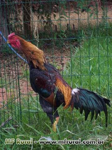 GALO ÍNDIO COMBATENTE - OVOS GALADOS Aves Galinhas GALO ÍNDIO COMBATEN