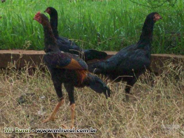 GALO ÍNDIO COMBATENTE - OVOS GALADOS Animais Aves Galinhas GALO ÍNDIO