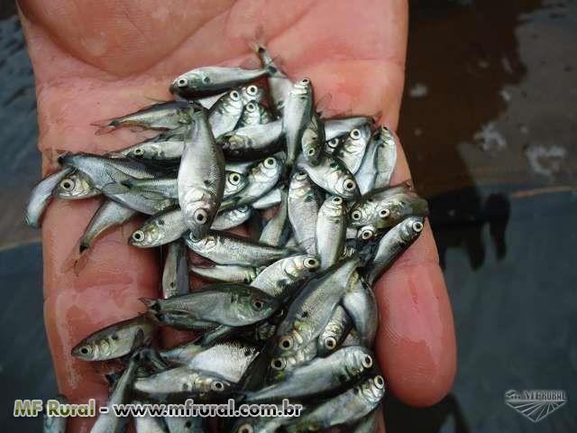 Alevinos Peixes Alevinos Alevinos Projeto Tambacu reprodução e comerci