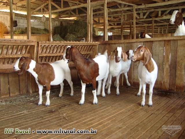 CAPRINOS DA RAÇA BOER Animais Ovinos Caprinos CAPRINOS DA RAÇA BOER AN