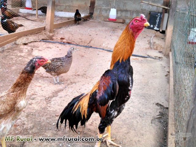 GALOS RAÇA SHAMO Animais Aves Galinhas GALOS RAÇA SHAMO GALOS