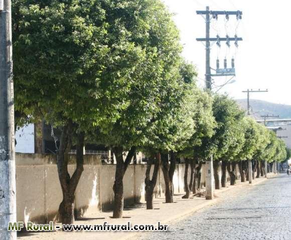 Oiti - Licania tomentosa - 1,2 metros Mudas/Ramas Mudas Outros Oiti ...