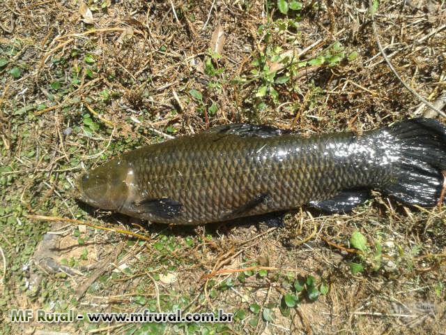 Alevinos de trairão a venda Animais Peixes Alevinos Alevinos de trairã