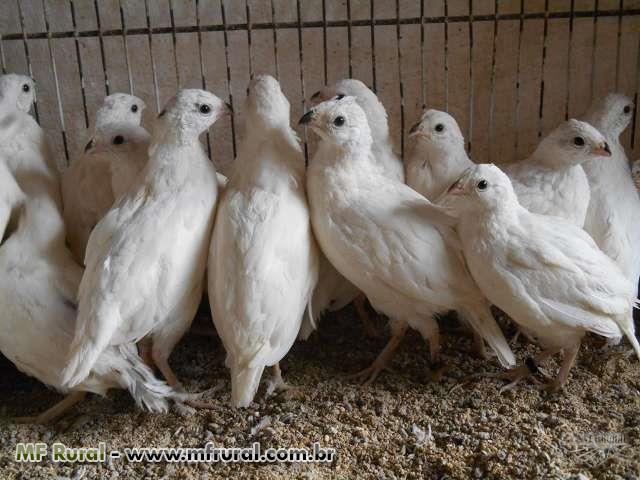 Codornas Bob White BRANCAS Aves Codornas Codornas Bob White BRANCAS ...