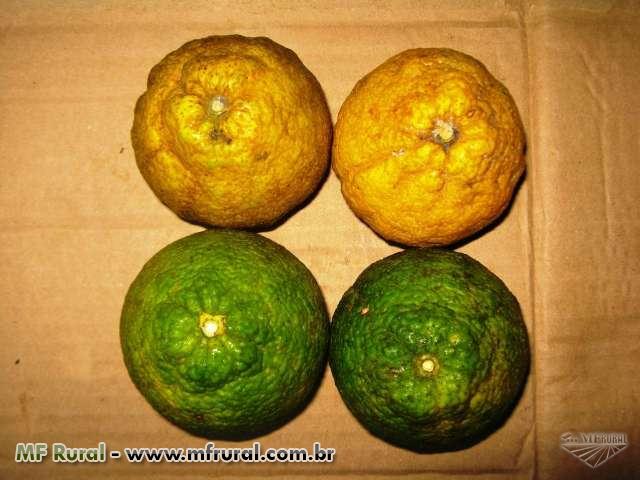 Limão Doce -Variedade Mudas/Ramas Mudas Frutas Limão Doce -Variedade A