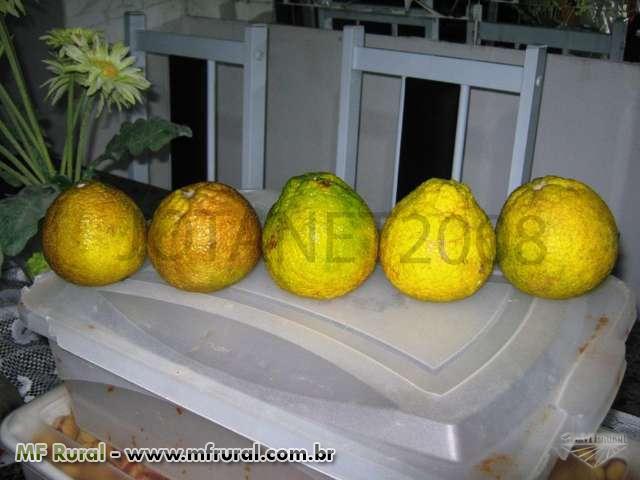 Limão Doce -Variedade Mudas/Ramas Mudas Frutas Limão Doce -Variedade A