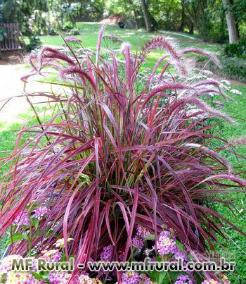 Capim do Texas (pennisetum setaceum rubrum) - DIRETO PRODUTOR Mudas ...