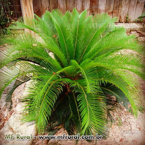 Cica (Cycas Revolute) - DIRETO PRODUTOR Mudas Palmeira Cica (Cycas ...