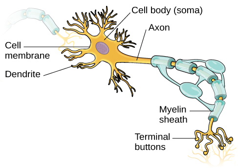 Interneuron Labeled Cell Body