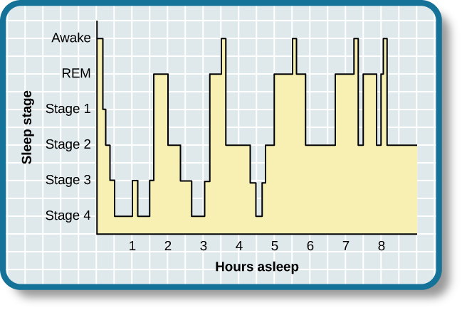 Psychology, States of Consciousness, Stages of Sleep | OpenEd CUNY