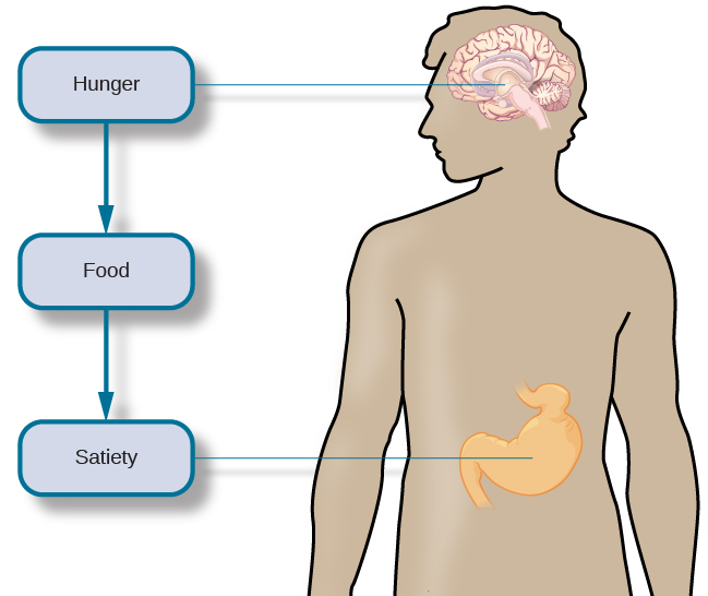 Psychology, Emotion and Motivation, Hunger and Eating | OpenEd CUNY