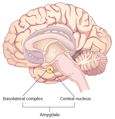 Psychology, Emotion and Motivation, Emotion | OpenEd CUNY