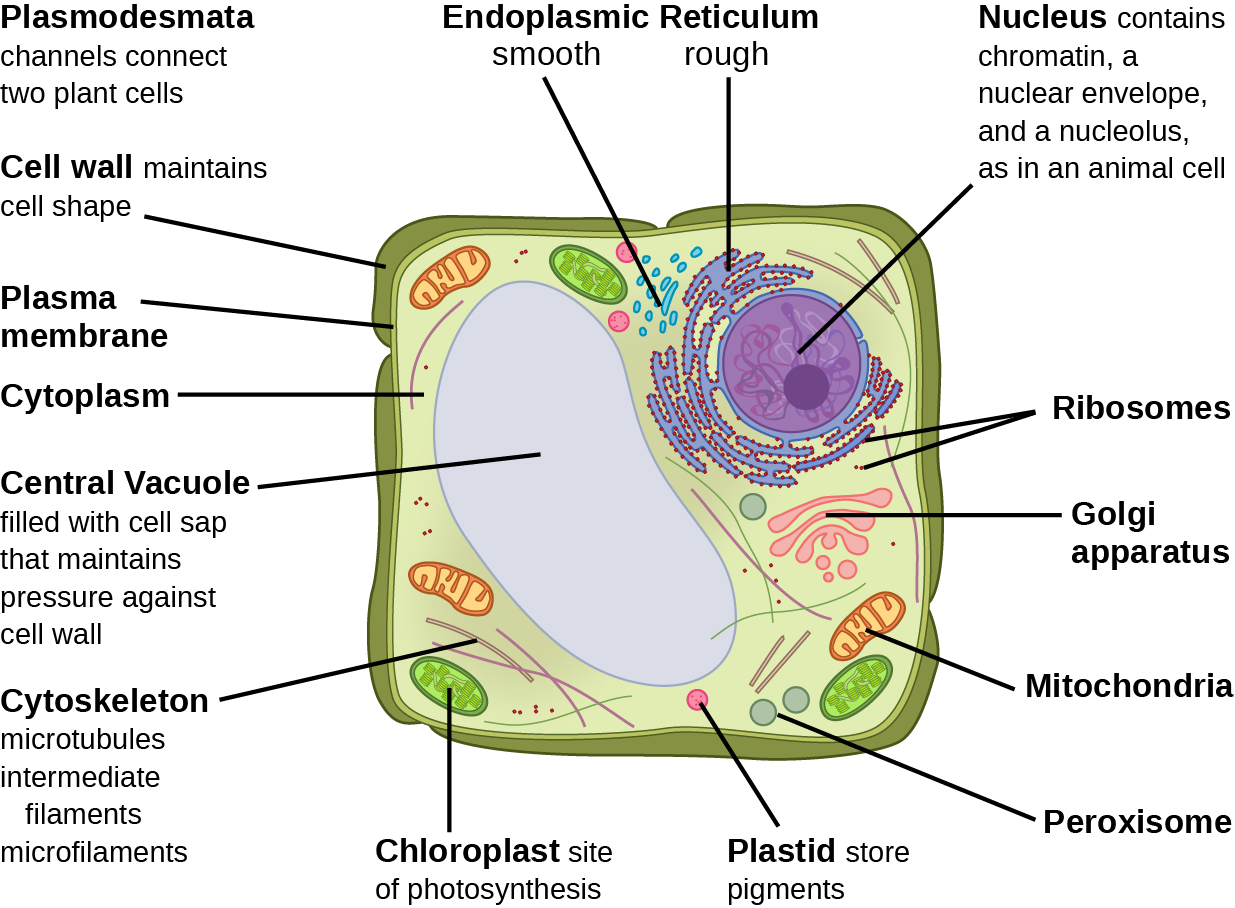 Eukaryotic Cell Labeled