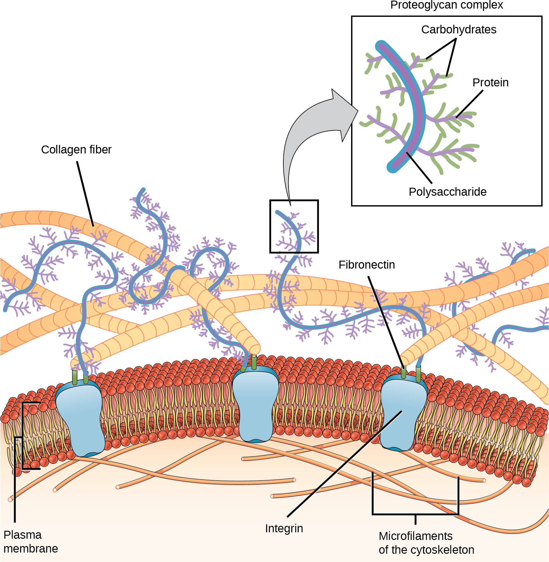 Most Animal Cell Membranes Have Proteins That Pump BISC 120 Exam 2