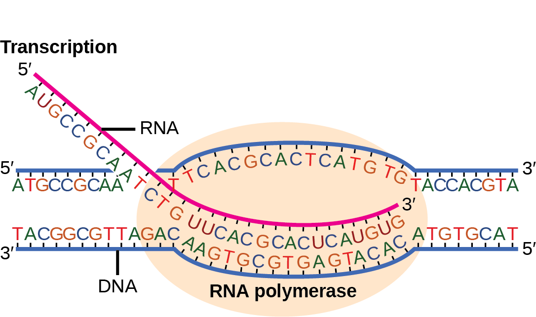 Biology 2e Genetics Genes And Proteins Prokaryotic Transcription 