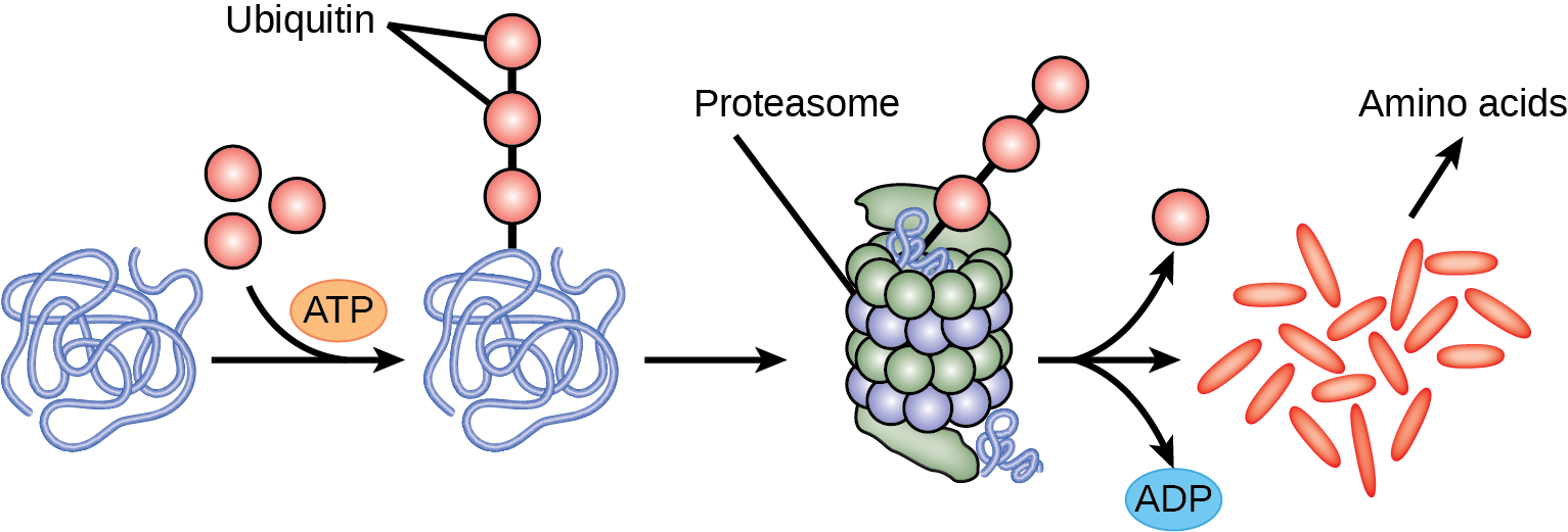 Biology 2e Genetics Gene Expression Eukaryotic Translational And Biology 2e Genetics Gene Expression Eukaryotic Translational And